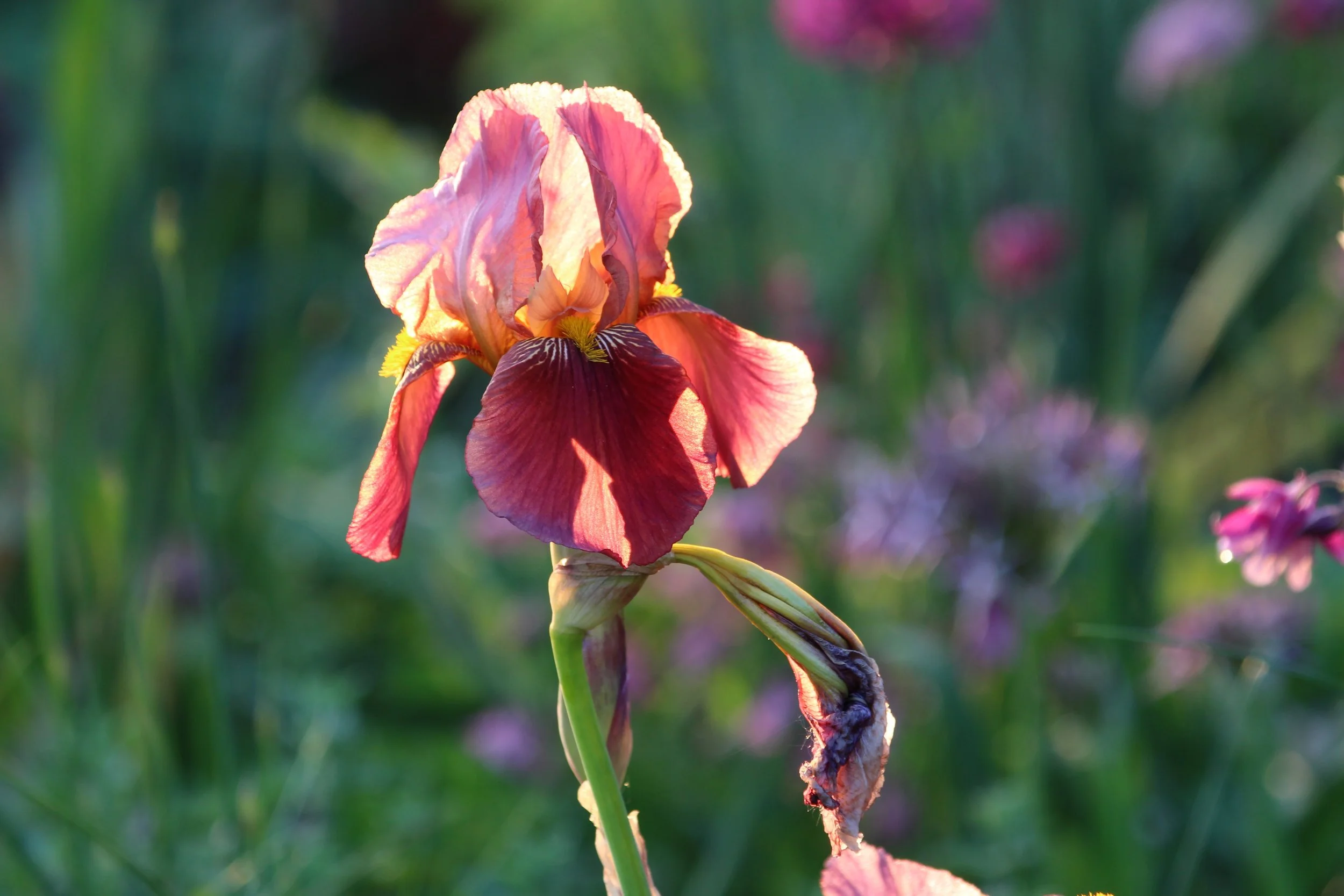 Plant Gallery — The Long House Garden