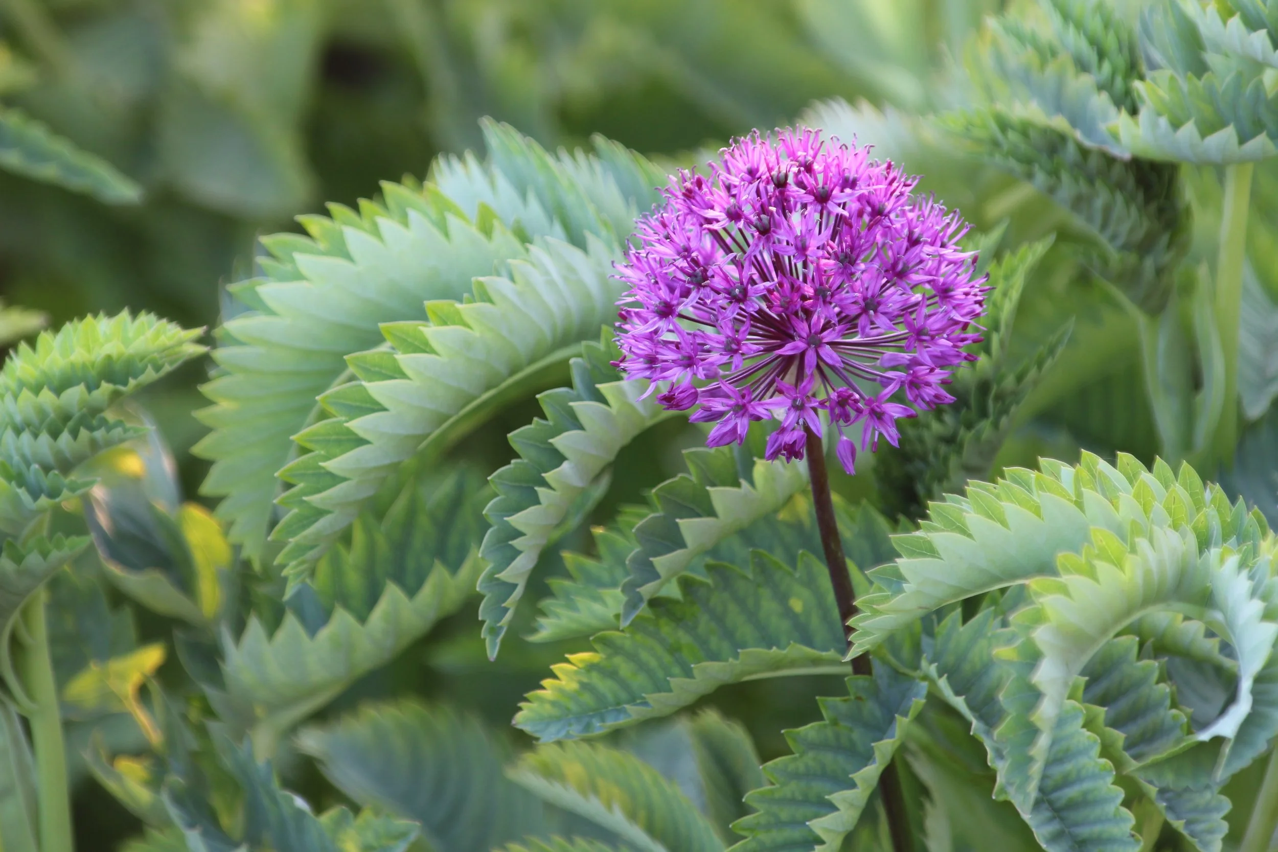 Plant Gallery — The Long House Garden