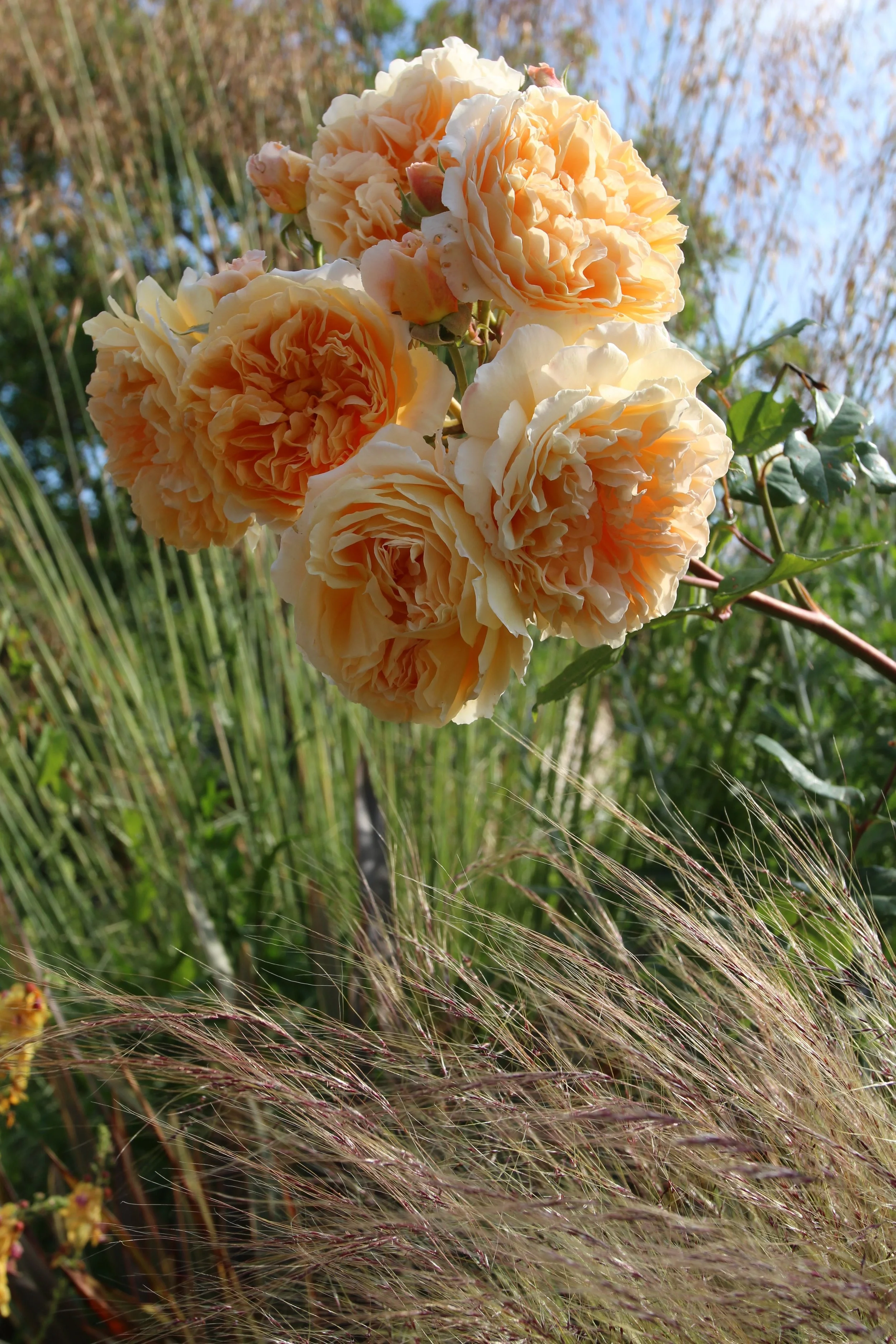 Plant Gallery — The Long House Garden