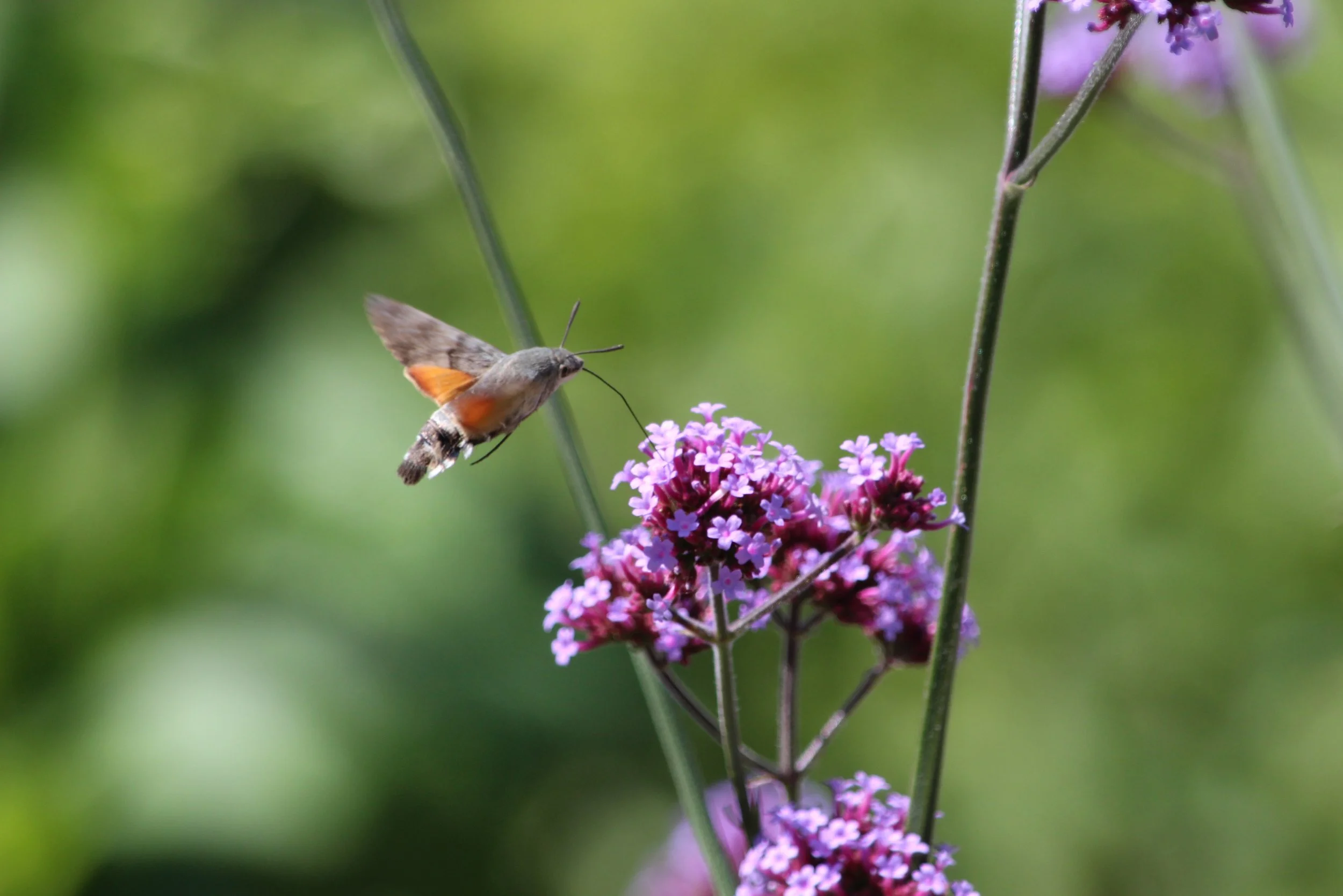 Plant Gallery — The Long House Garden