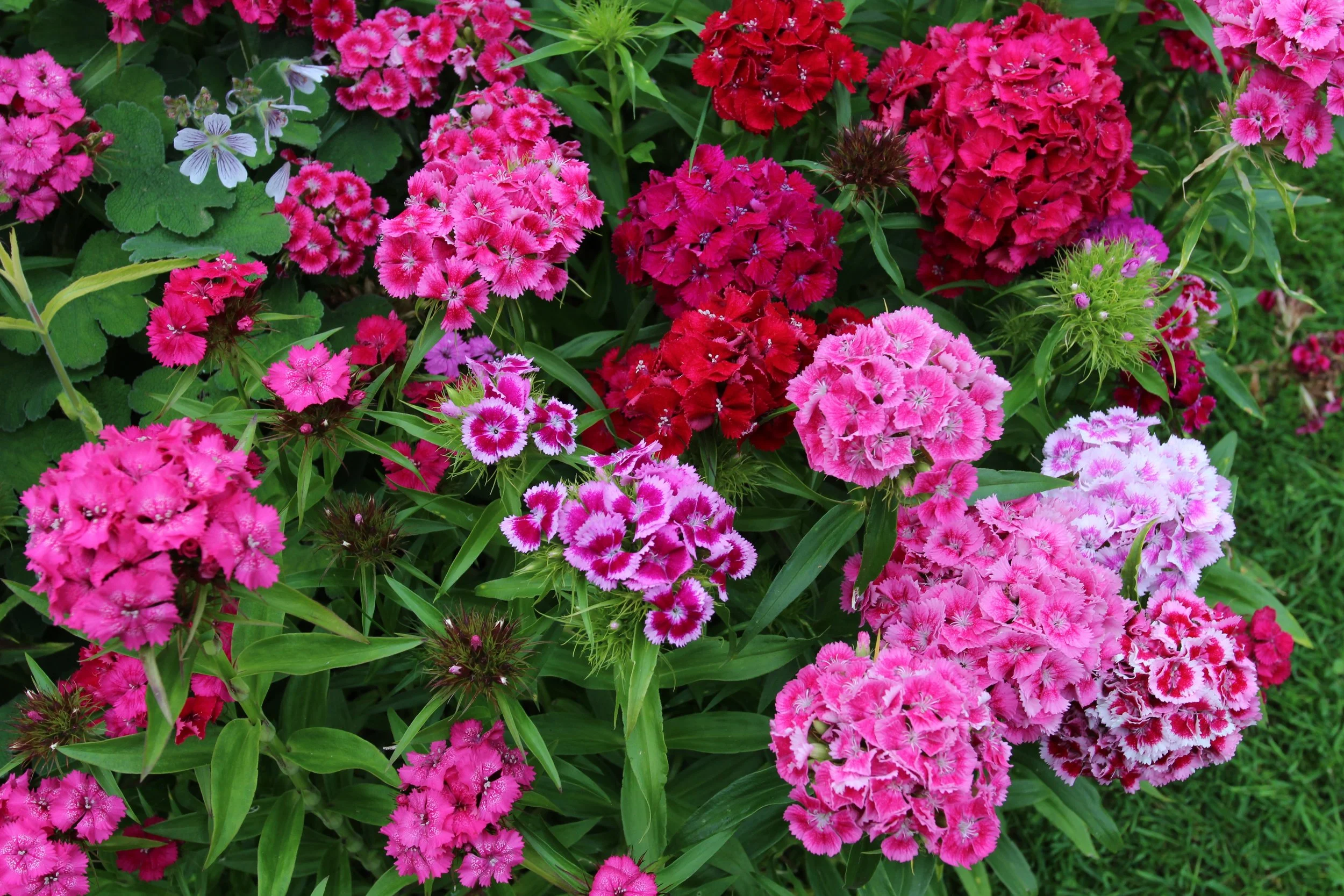 Plant Gallery — The Long House Garden