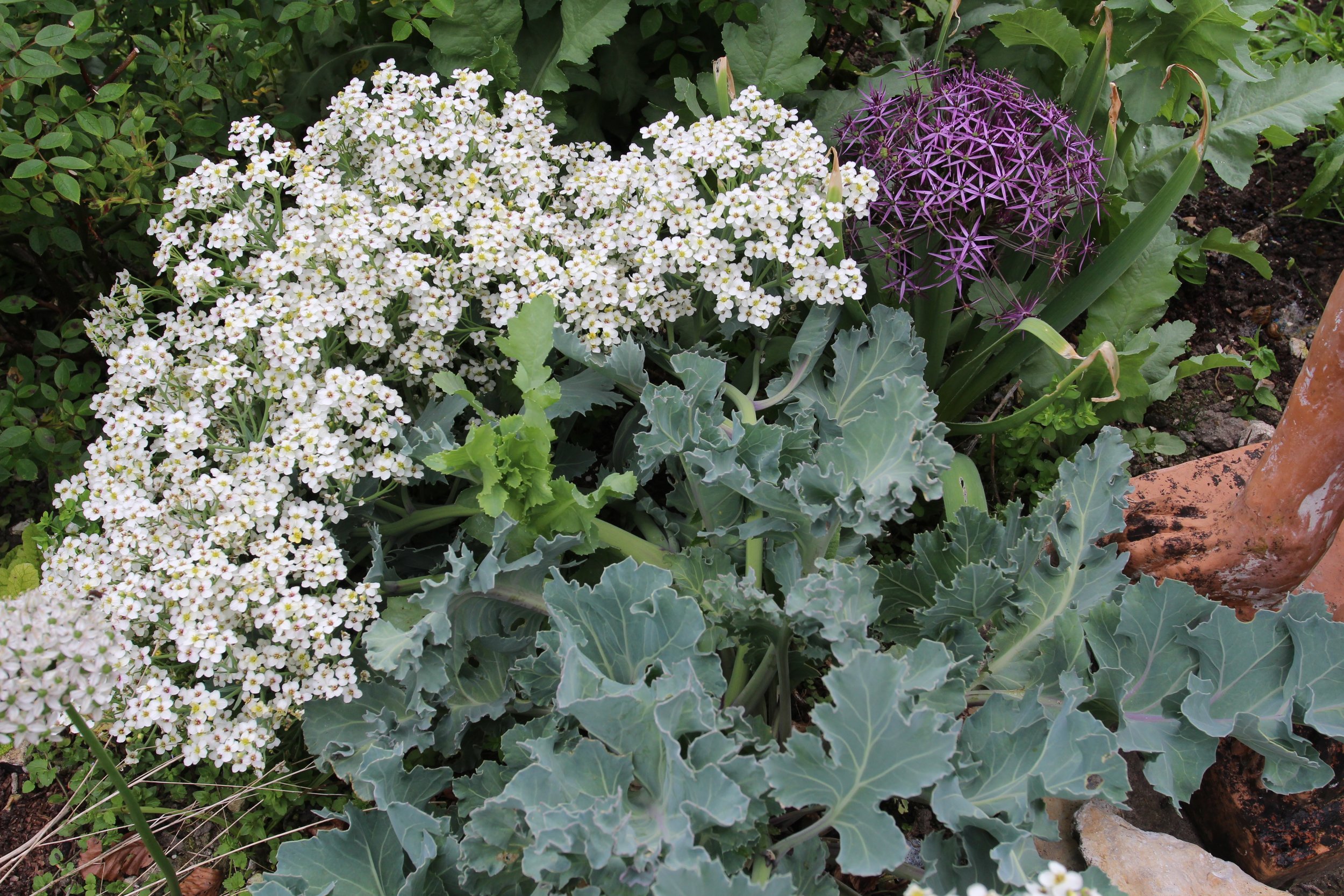 Plant Gallery — The Long House Garden