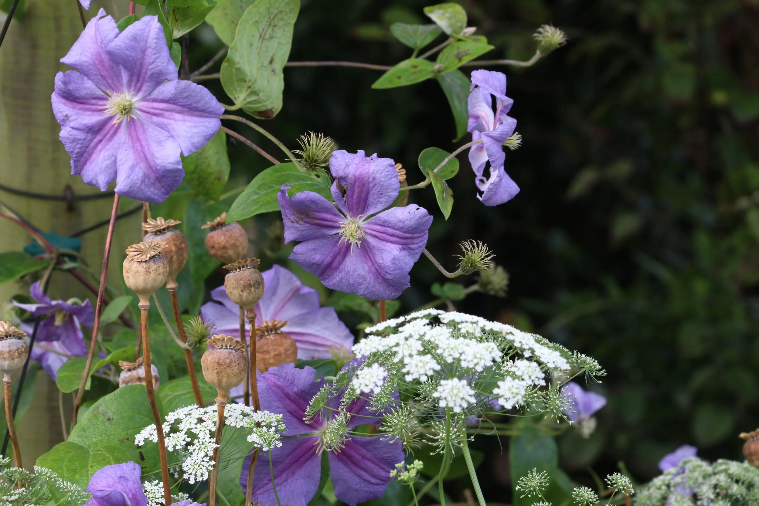 Plant Gallery — The Long House Garden