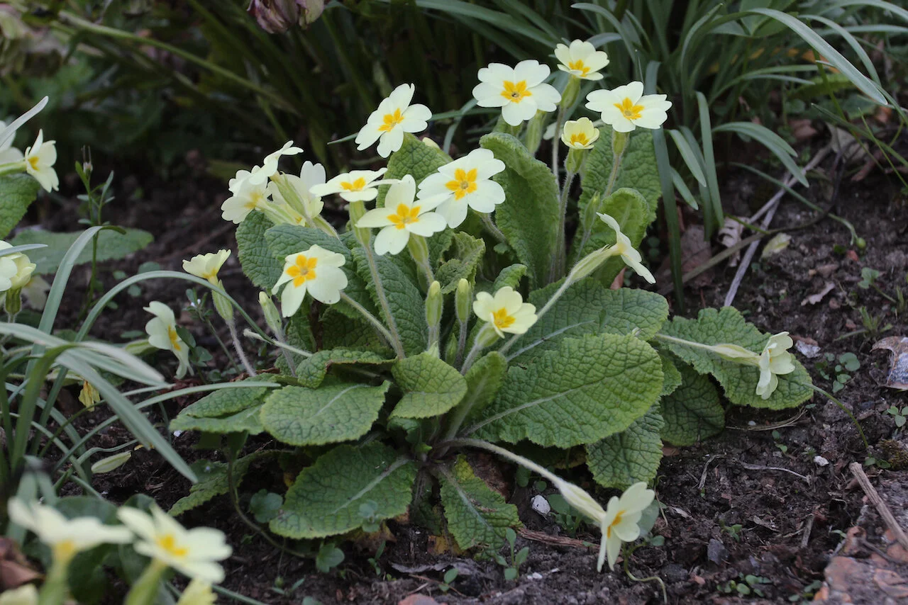 Spot the difference. — The Long House Garden
