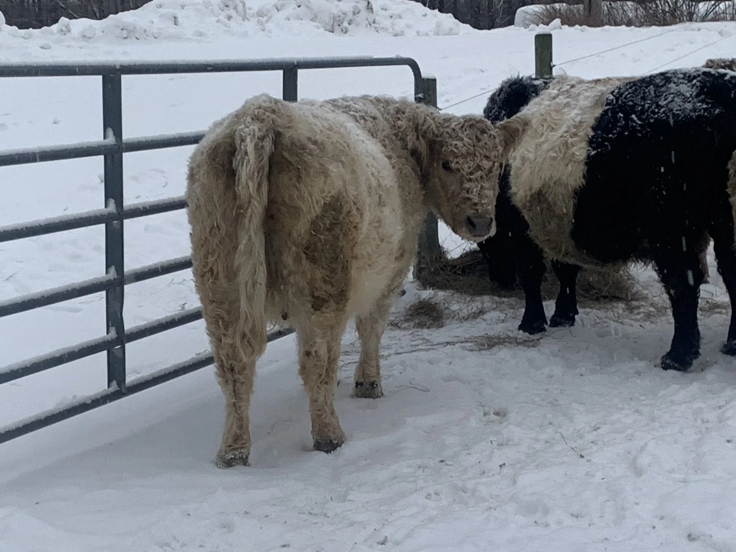 Atwood Farm Registered Belted Galloways- atwoodfarmbelties.squarespace.com