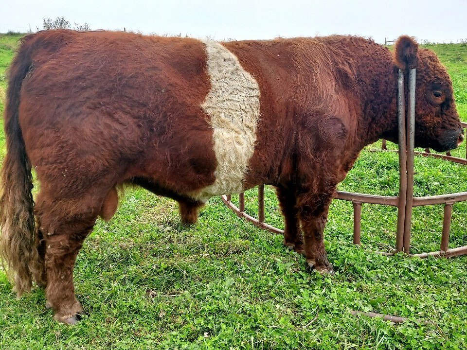 Red Belted Galloway Cattle