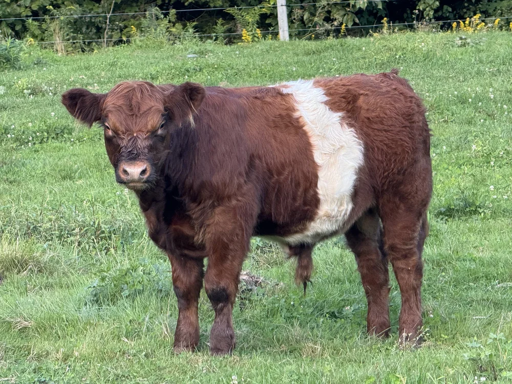 Atwood Farm Registered Belted Galloways- atwoodfarmbelties.squarespace.com