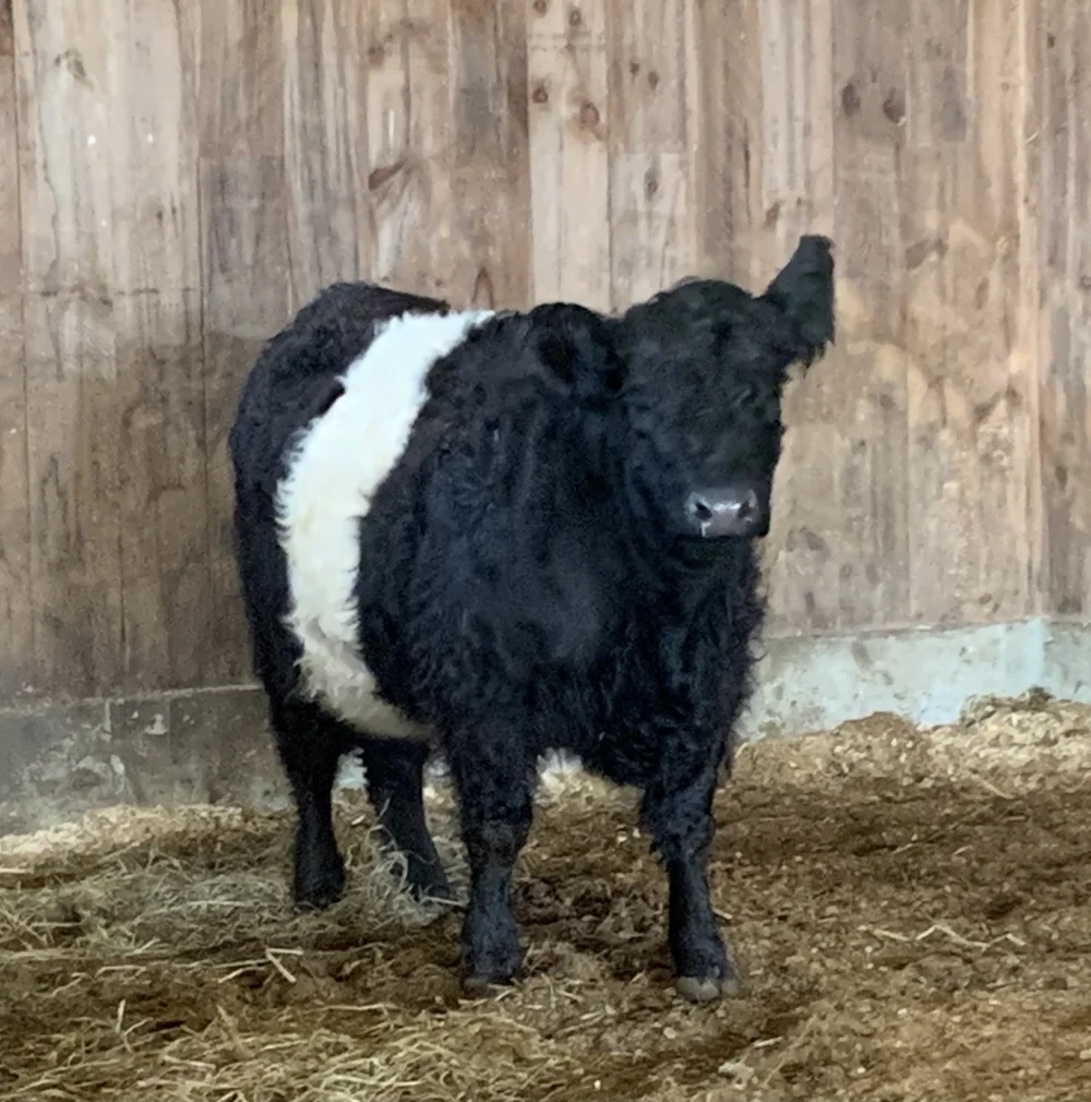 Atwood Farm Registered Belted Galloways- atwoodfarmbelties.squarespace.com