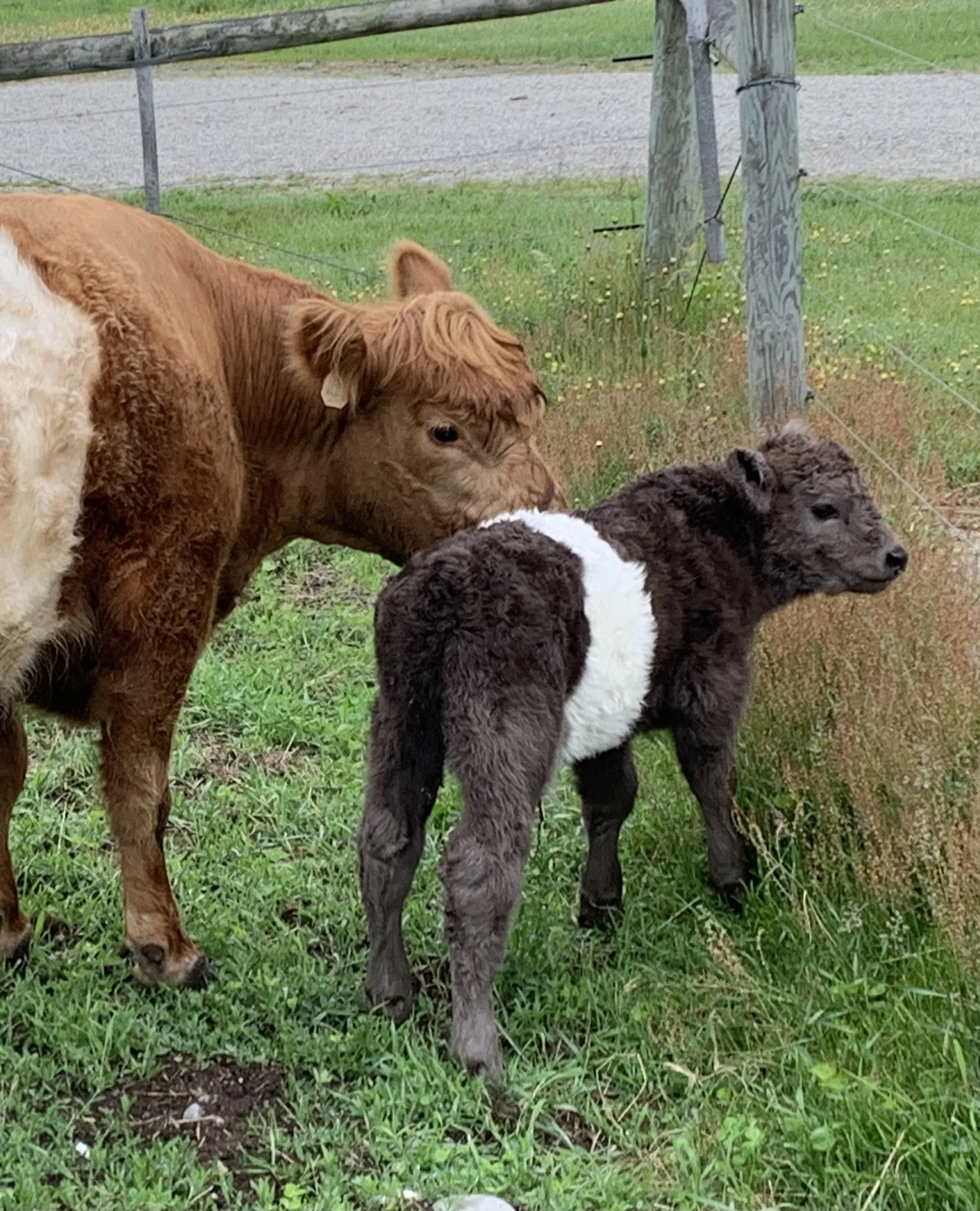 Baby Belted Galloway