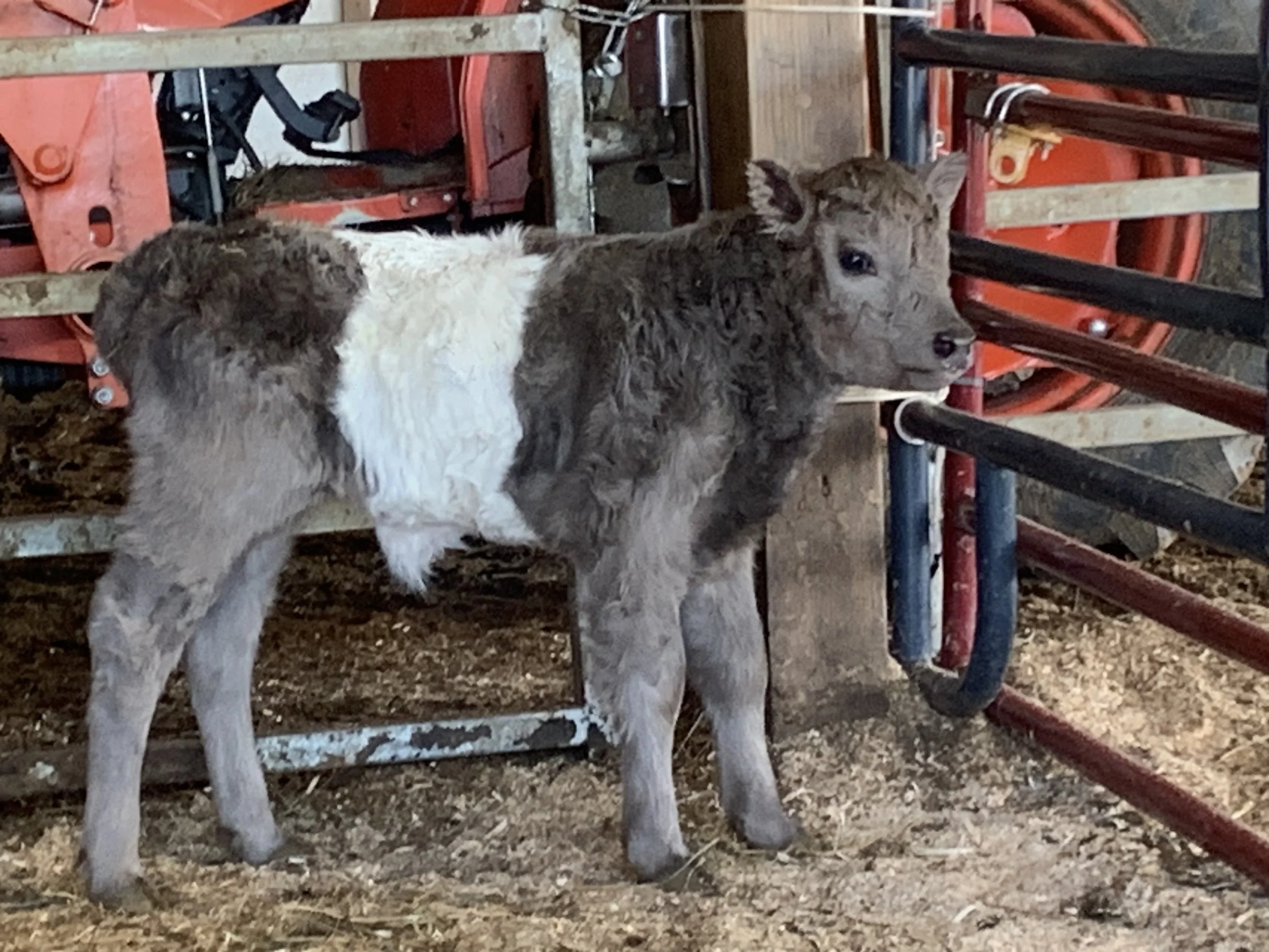 Atwood Farm Registered Belted Galloways- atwoodfarmbelties.squarespace.com