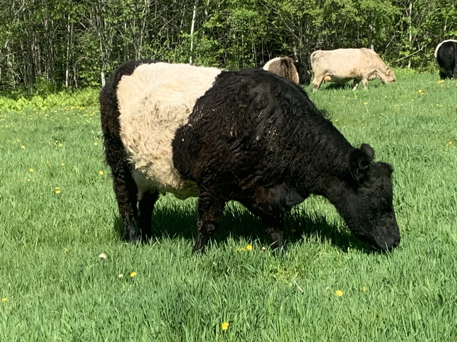 Atwood Farm Registered Belted Galloways- atwoodfarmbelties.squarespace.com
