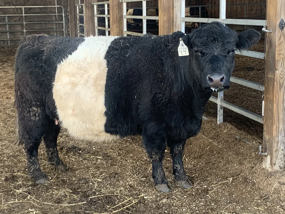 Atwood Farm Registered Belted Galloways- atwoodfarmbelties.squarespace.com