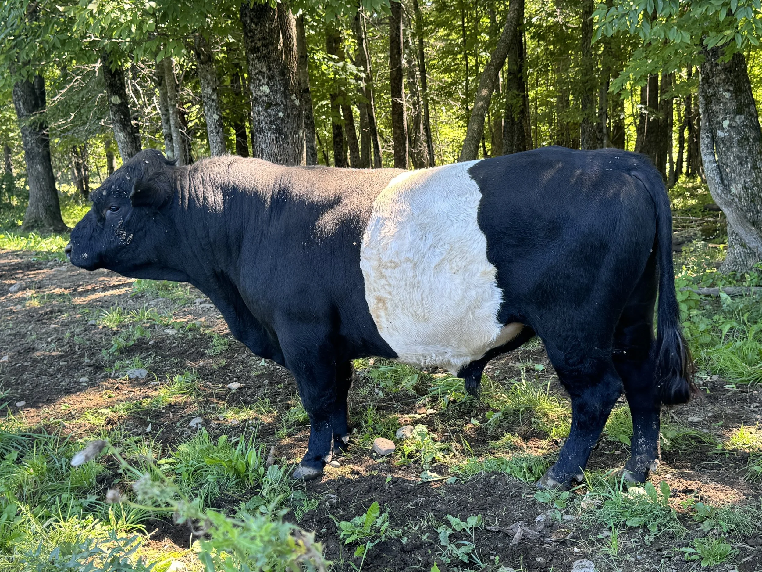 Atwood Farm Registered Belted Galloways- atwoodfarmbelties.squarespace.com