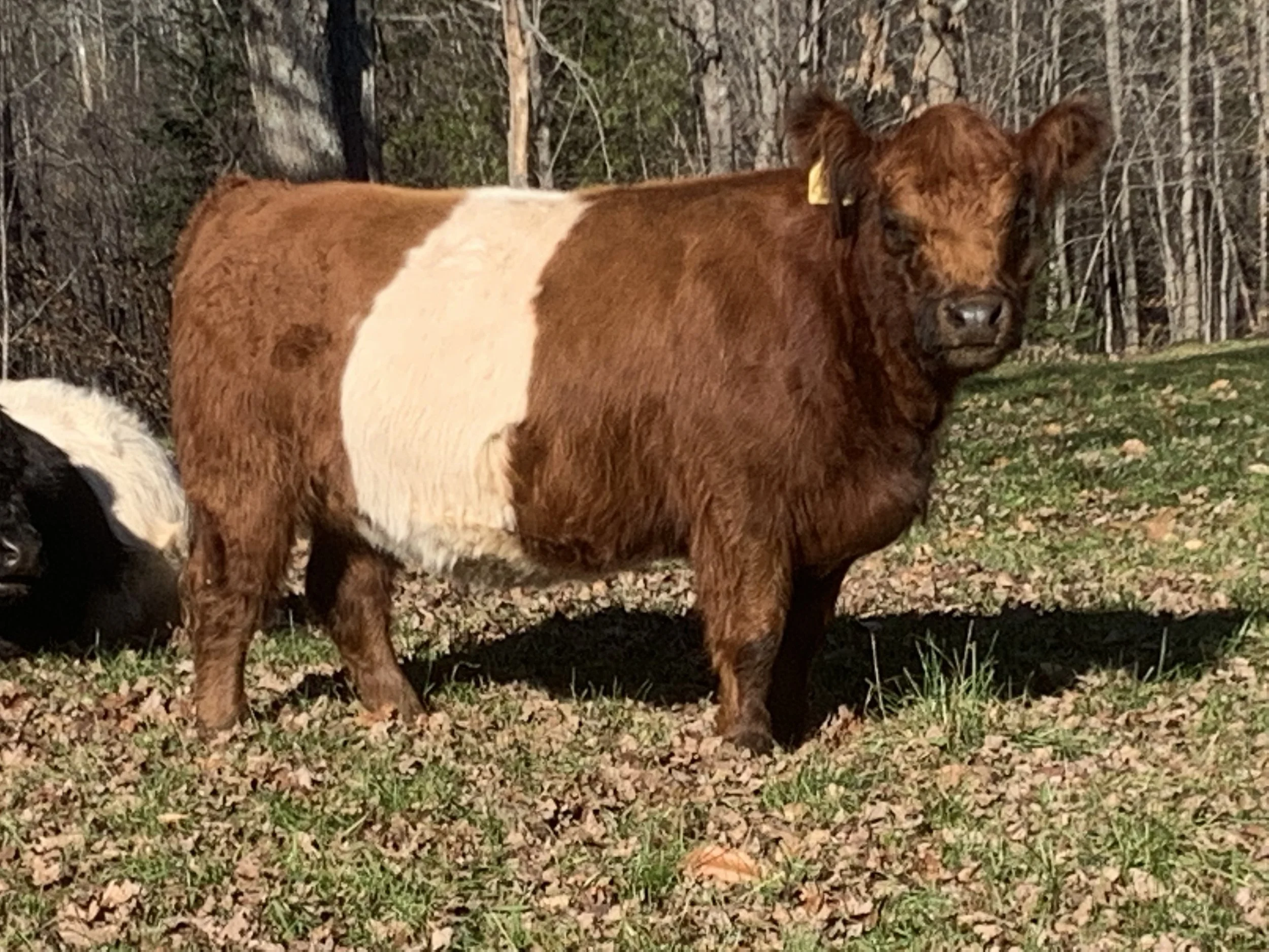 Atwood Farm Registered Belted Galloways- atwoodfarmbelties.squarespace.com