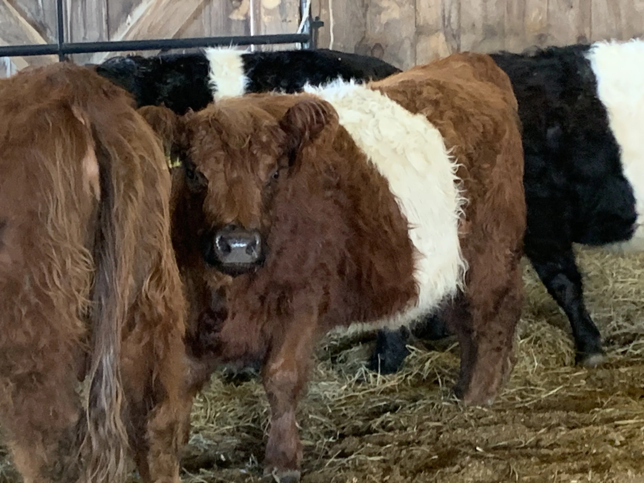 Atwood Farm Registered Belted Galloways- atwoodfarmbelties.squarespace.com