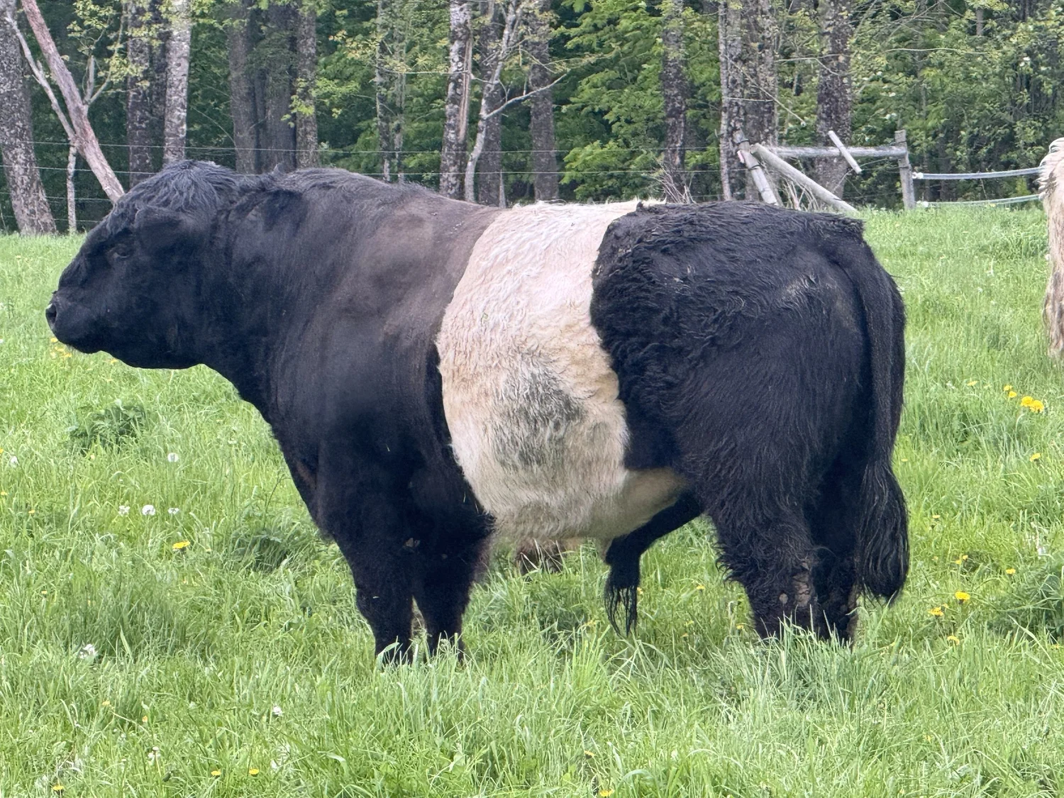 Atwood Farm Registered Belted Galloways- atwoodfarmbelties.squarespace.com