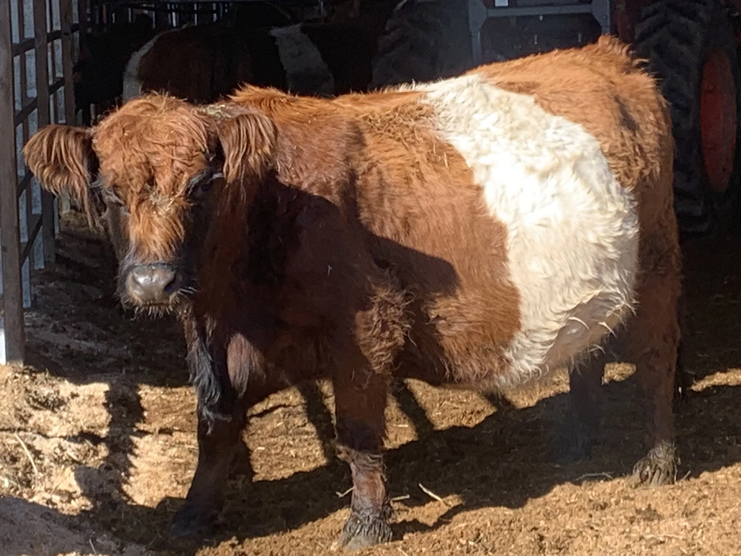 Atwood Farm Registered Belted Galloways- atwoodfarmbelties.squarespace.com