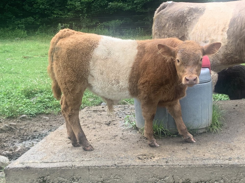 Atwood Farm Registered Belted Galloways- atwoodfarmbelties.squarespace.com