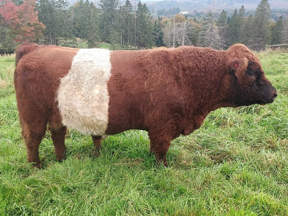 Red Belted Galloway Cattle