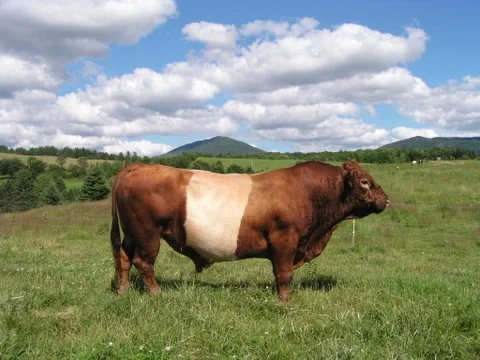 Atwood Farm Registered Belted Galloways- atwoodfarmbelties.squarespace.com