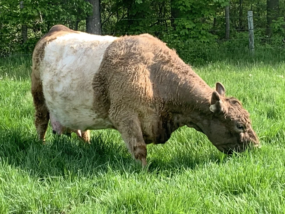 Atwood Farm Registered Belted Galloways- atwoodfarmbelties.squarespace.com