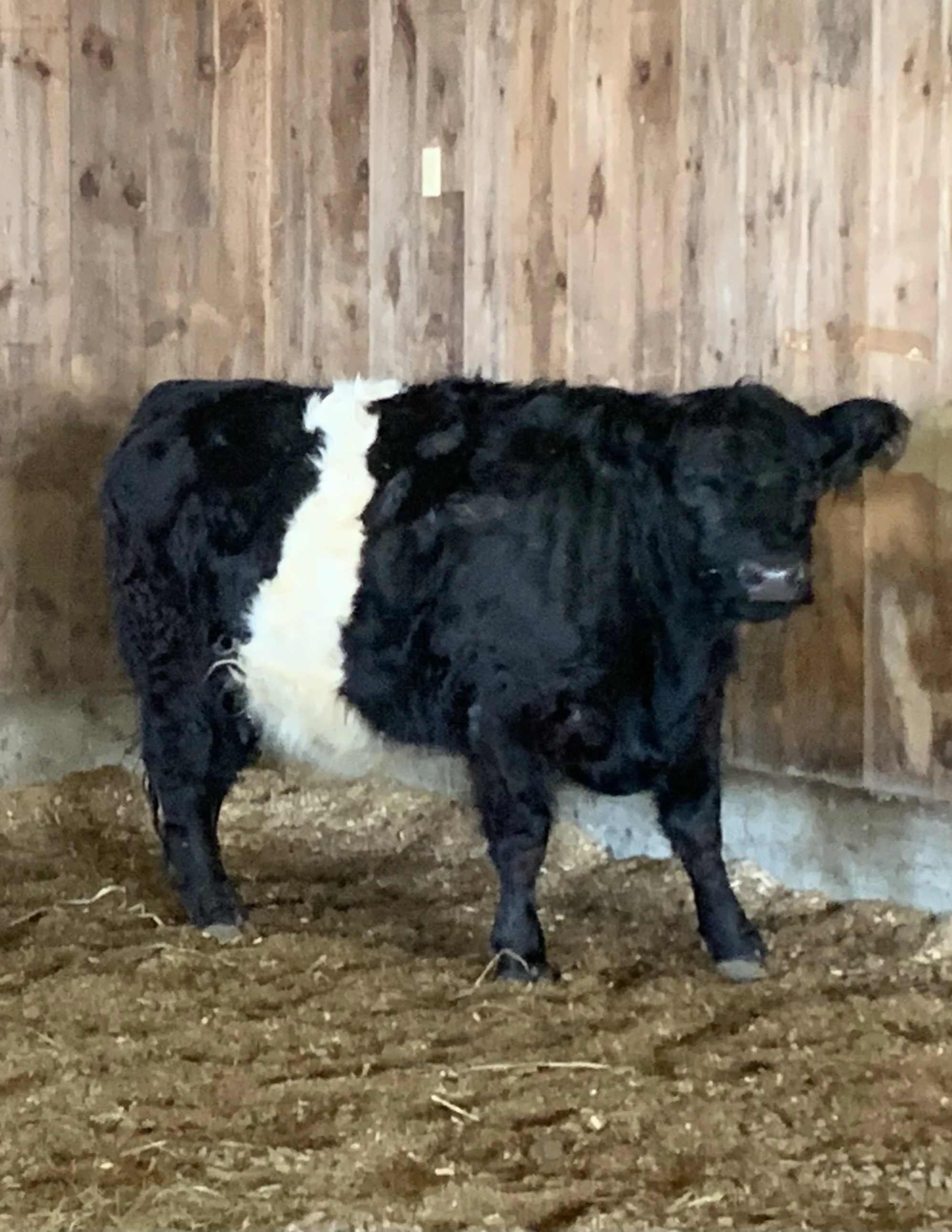Atwood Farm Registered Belted Galloways- atwoodfarmbelties.squarespace.com