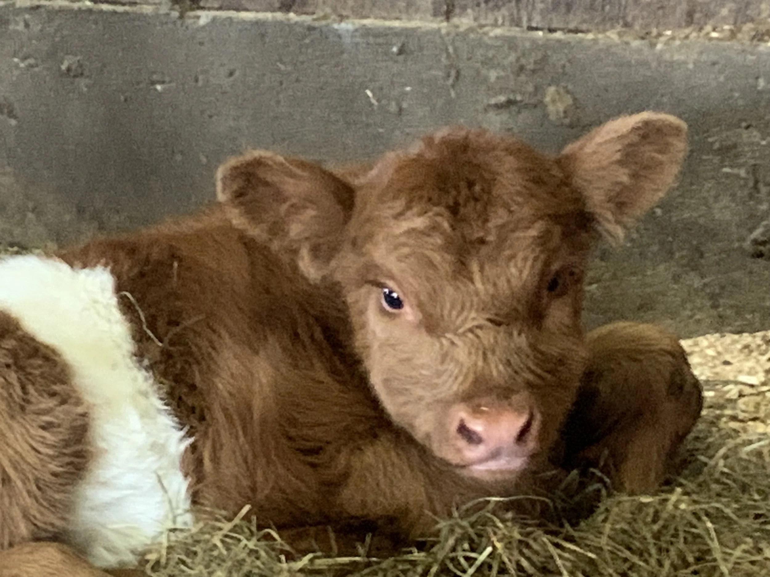 Atwood Farm Registered Belted Galloways- atwoodfarmbelties.squarespace.com