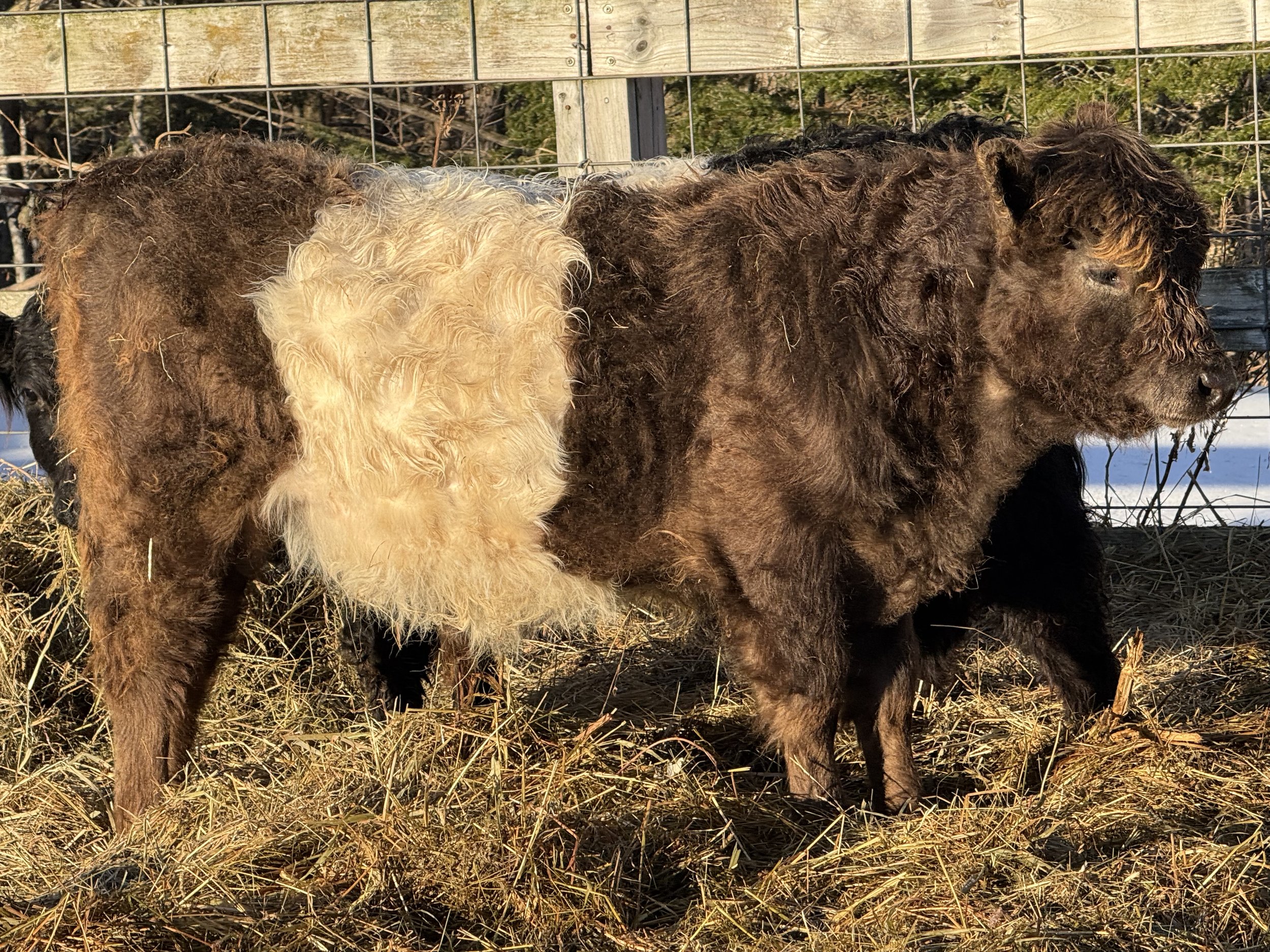 Atwood Farm Registered Belted Galloways- atwoodfarmbelties.squarespace.com