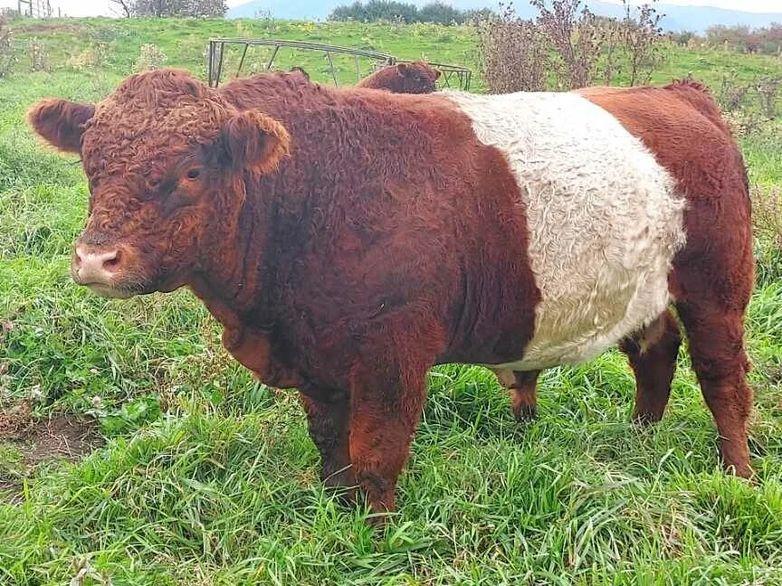 Belted Galloway Bull