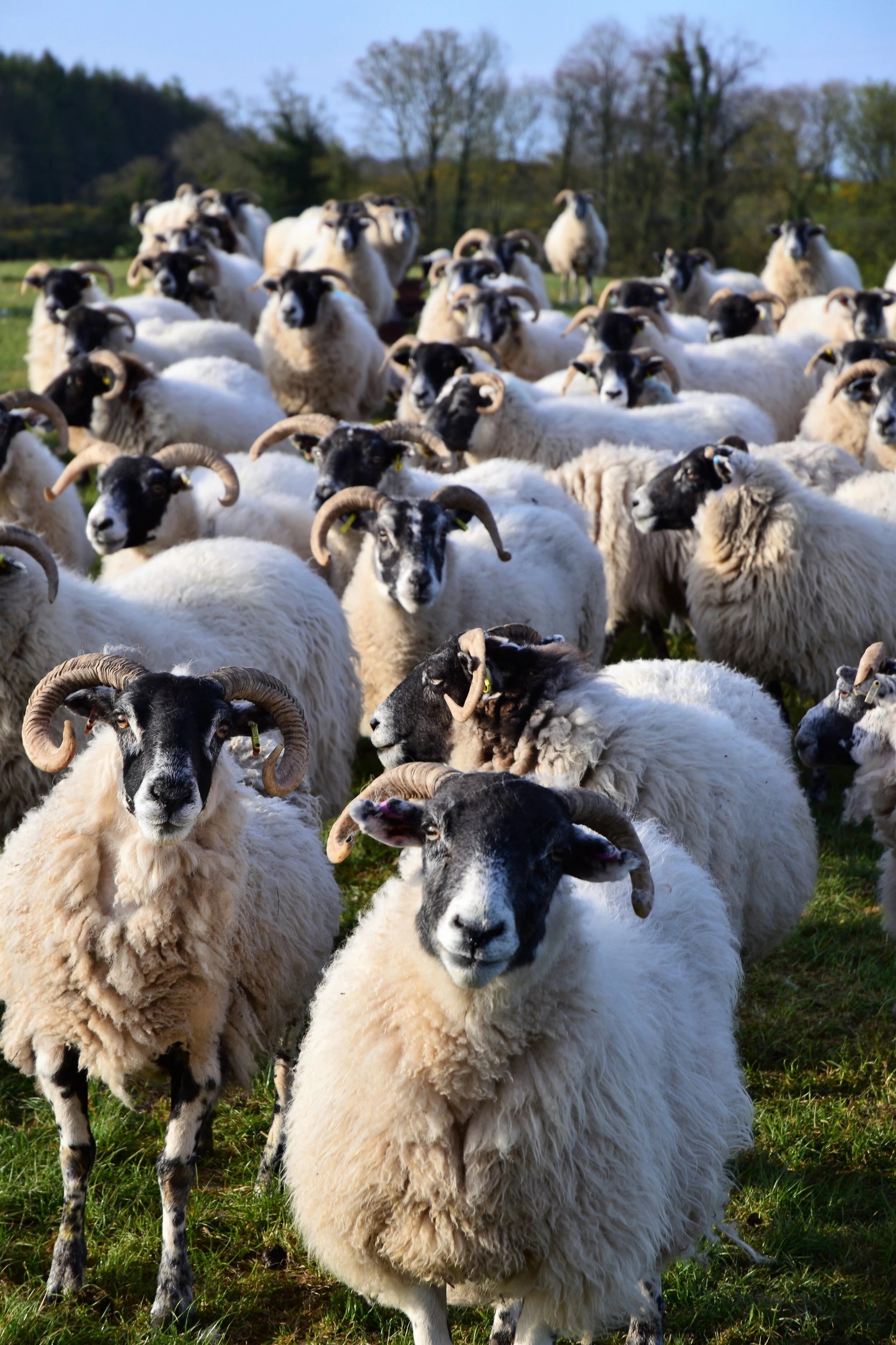 Materials — Rugaura