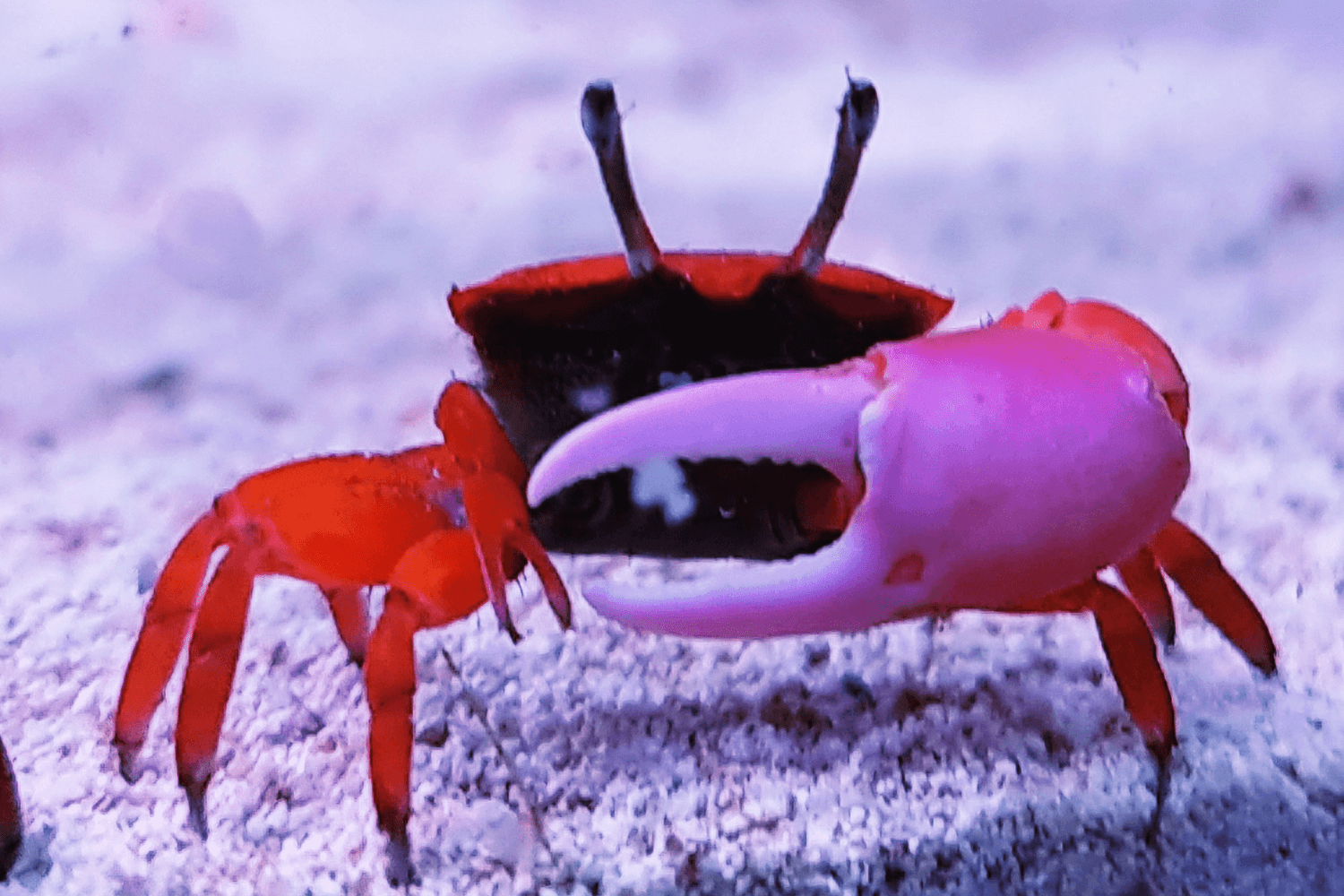 Giant Freshwater Crab