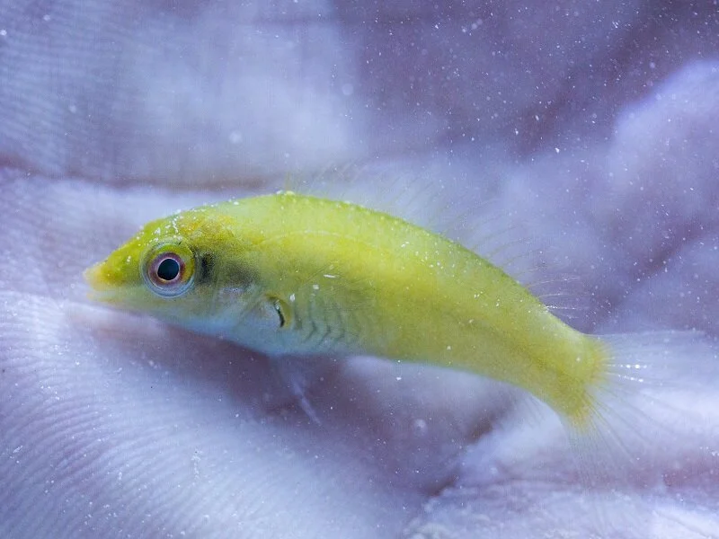Green Coris Wrasse