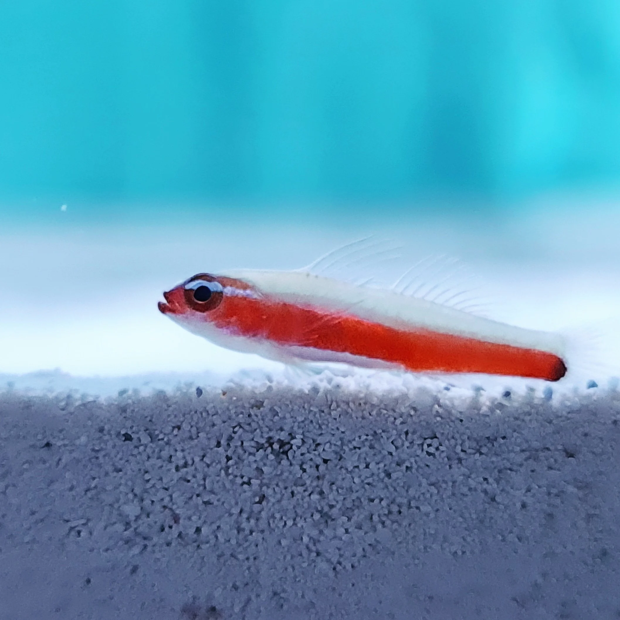 Eviota Gobies