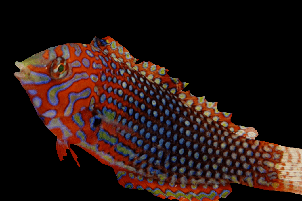 Red Leopard Wrasse