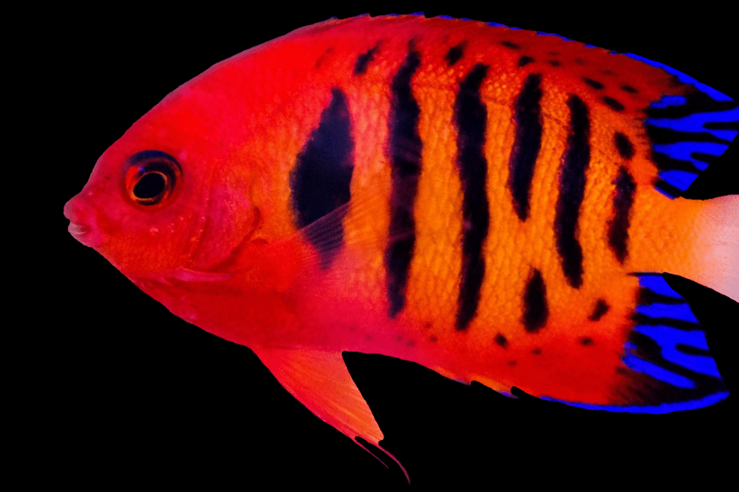 Flame Angelfish