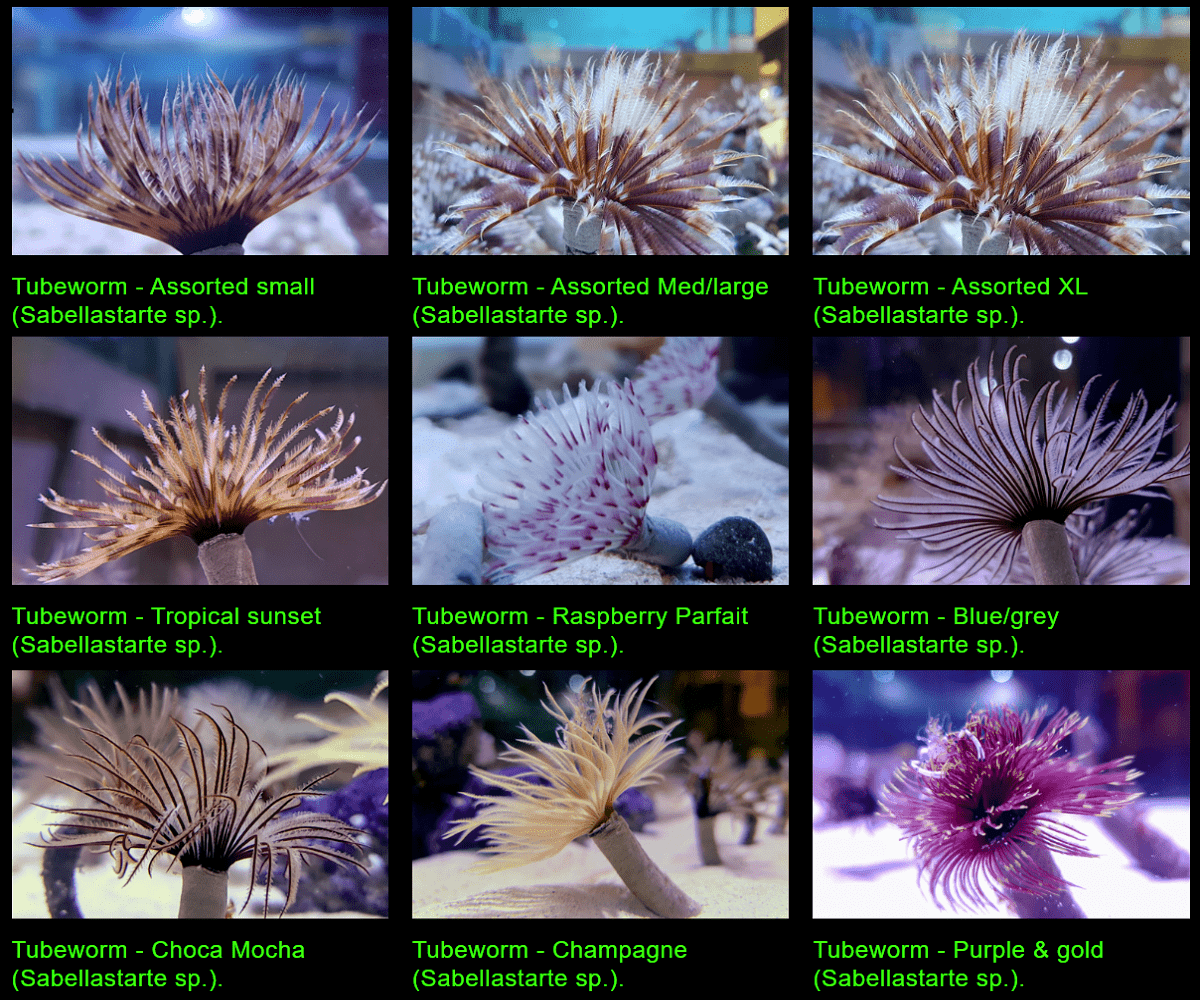Tube Worms