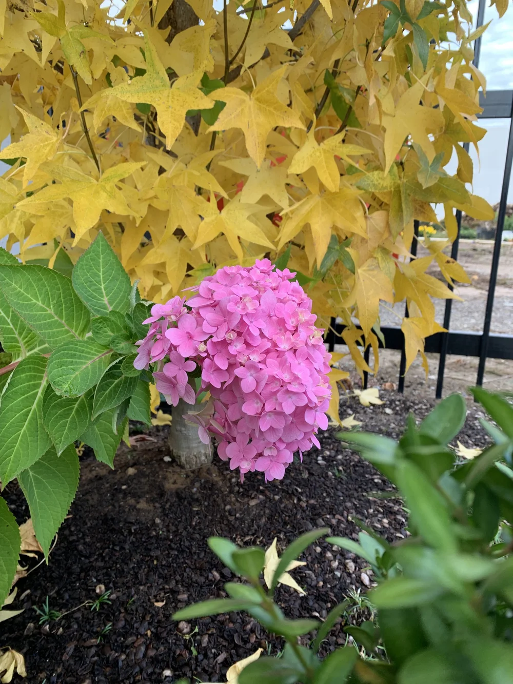 Hydrangeas Varieties and Care — Hall | Stewart Lawn & Landscape