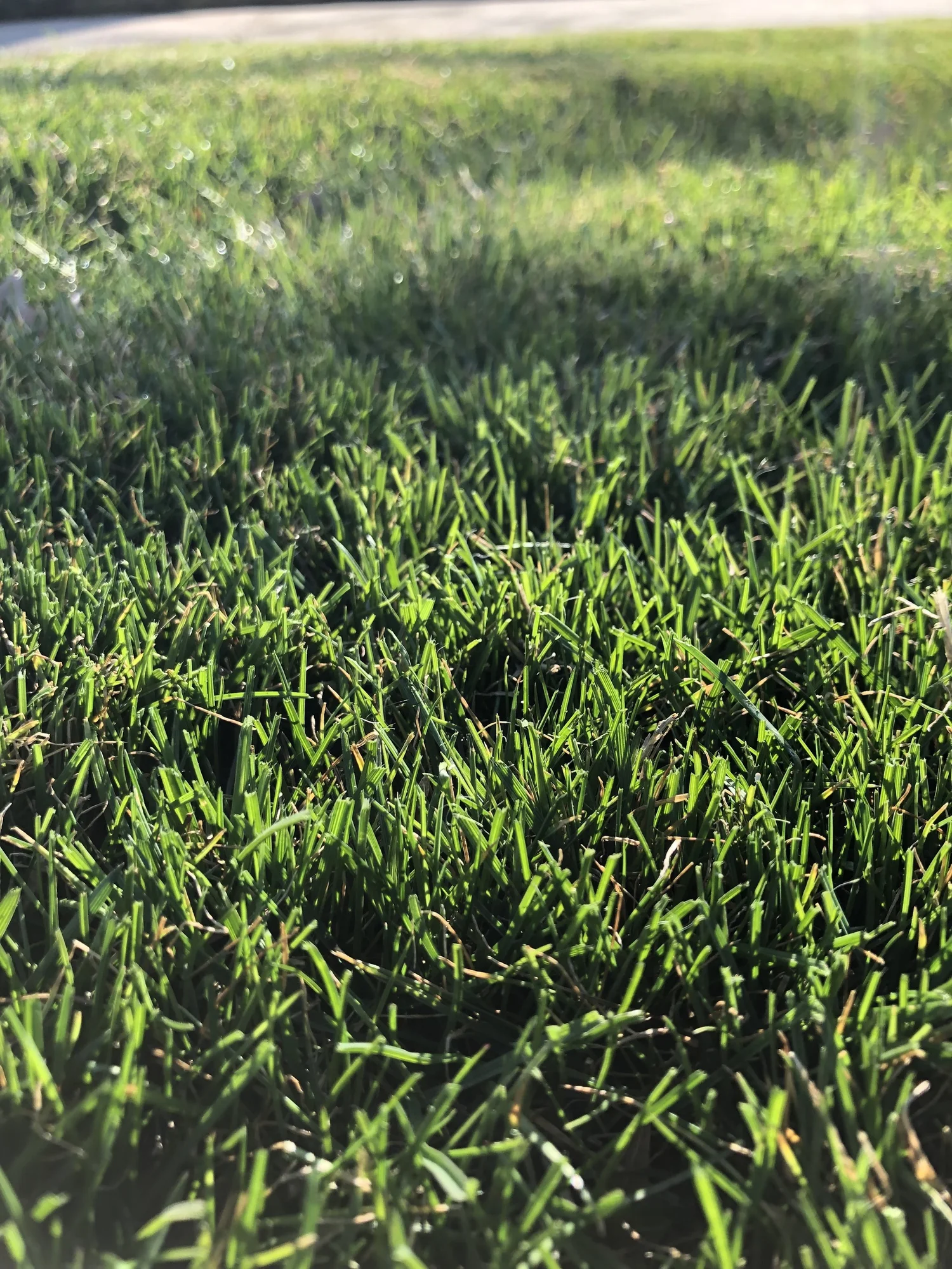 What is up with Fescue lawns this winter? — Hall | Stewart Lawn & Landscape