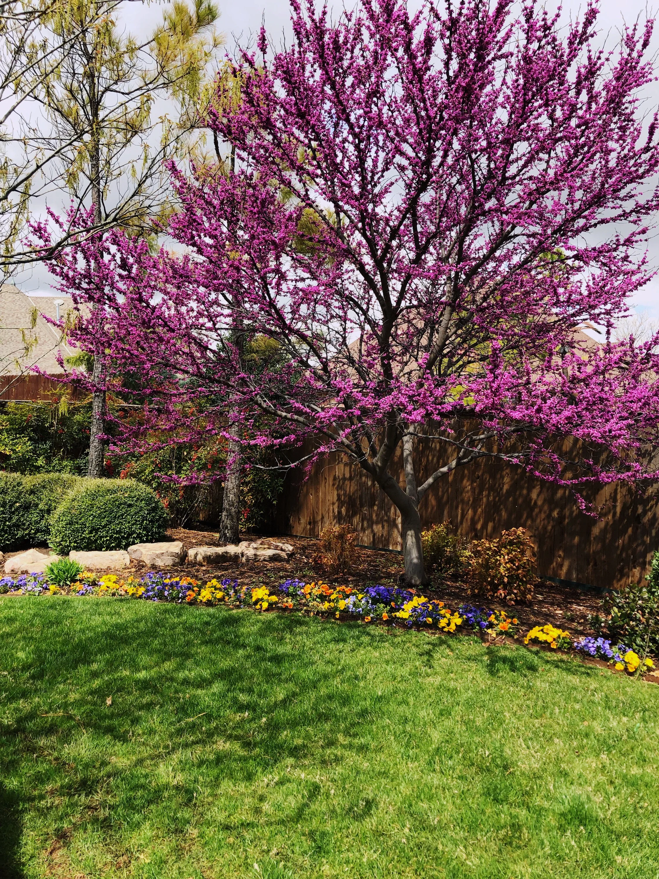 Oklahoma's State Tree... the Redbud! — Hall | Stewart Lawn & Landscape