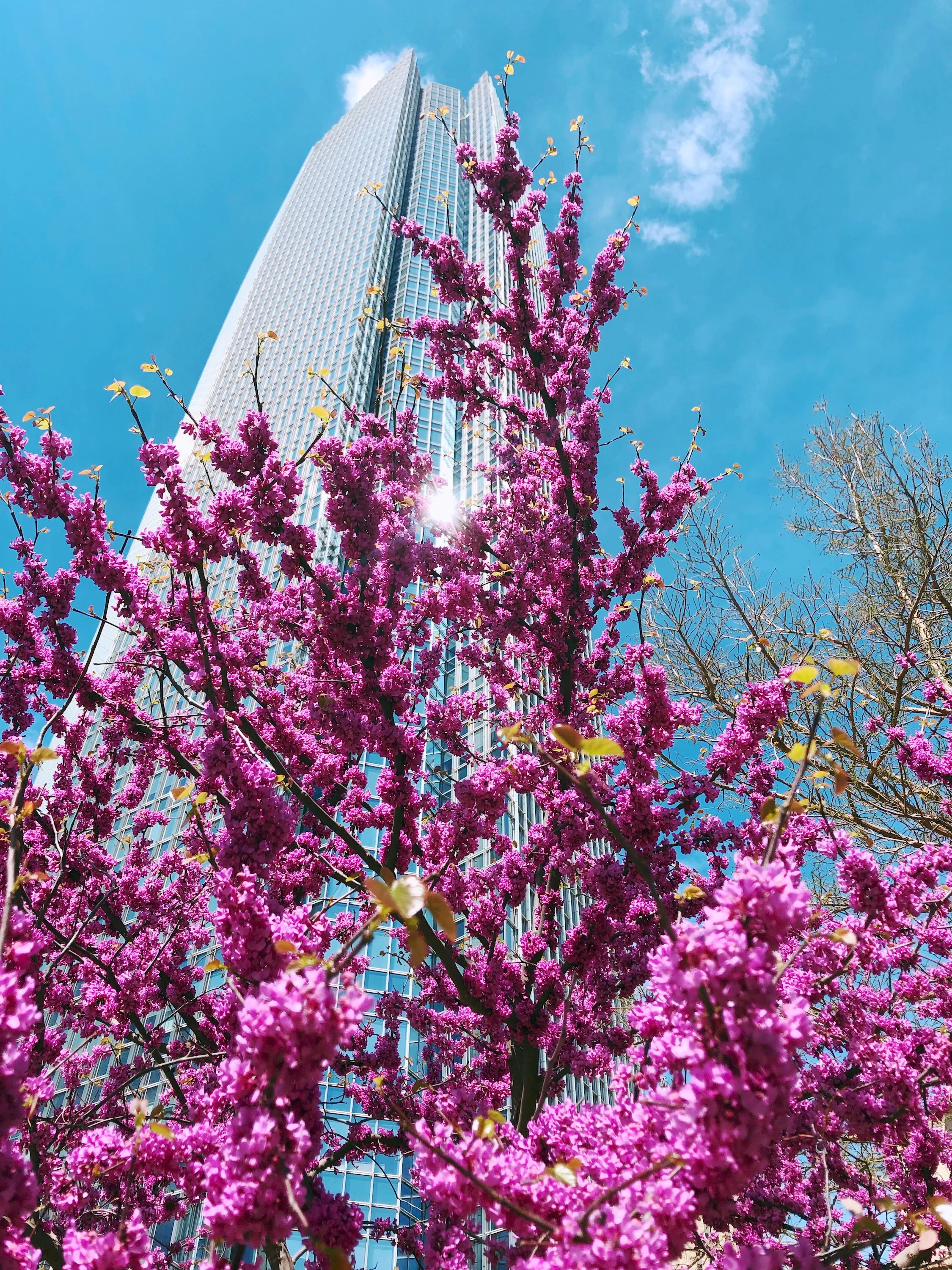 Oklahoma's State Tree is really showing off this week! — Hall | Stewart ...