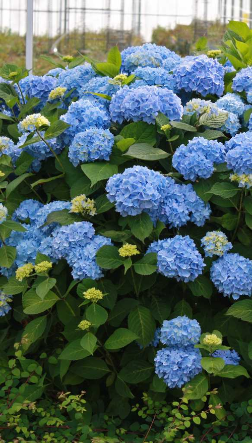 Hydrangeas Varieties and Care — Hall | Stewart Lawn & Landscape