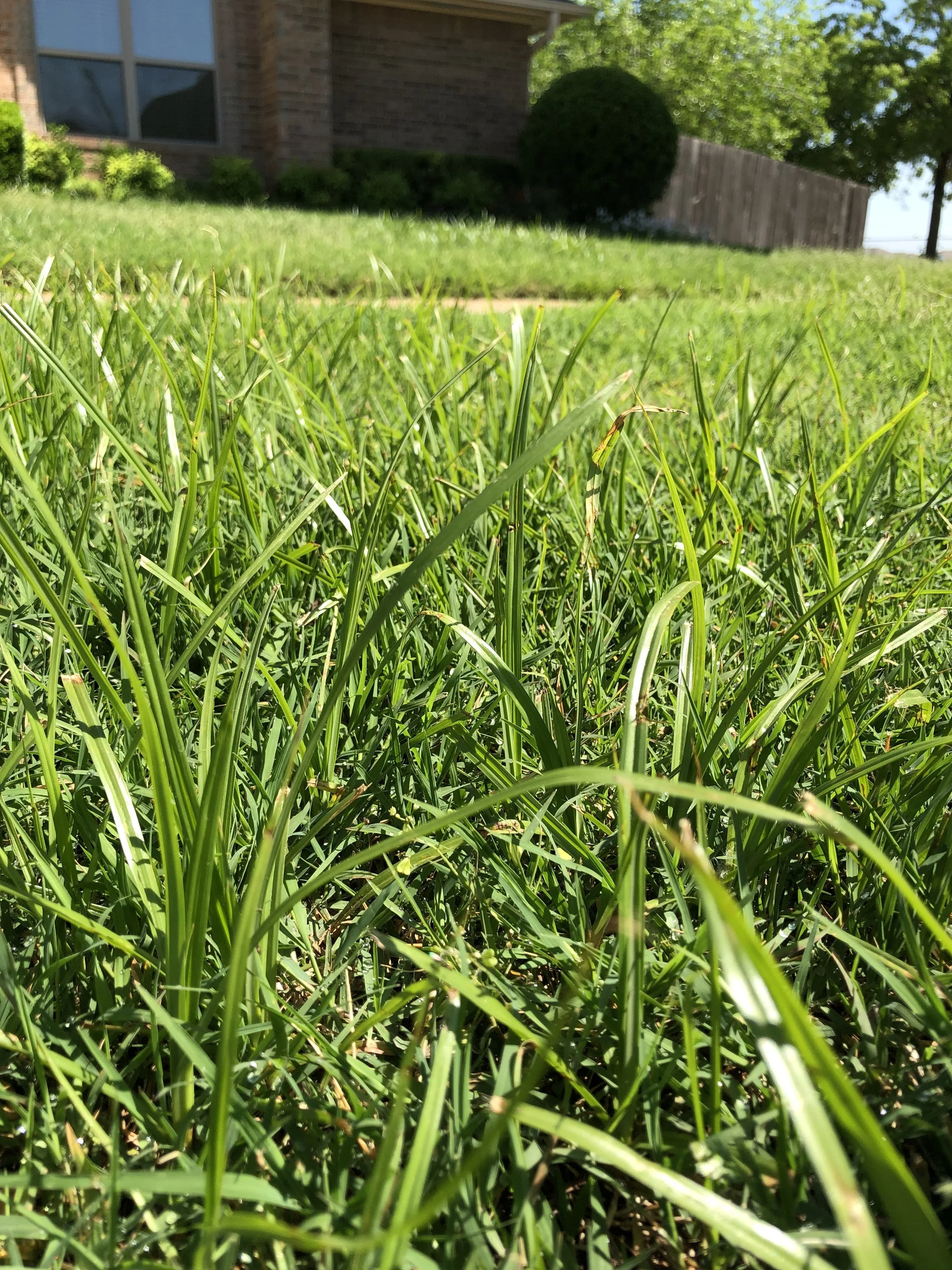 Nutsedge – Possibly The World’s Worst Weed — Hall | Stewart Lawn ...