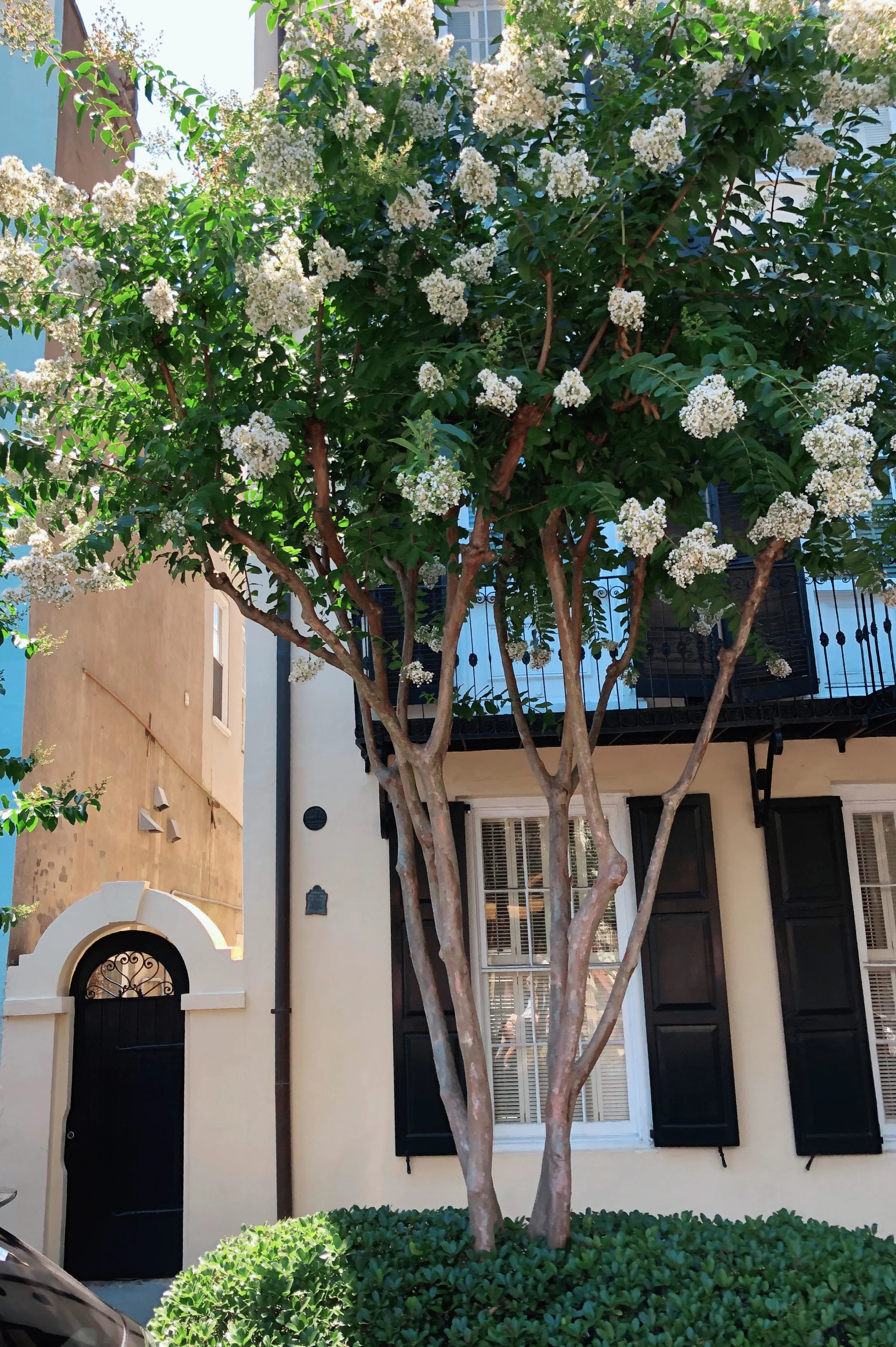Crape Myrtle - Summer's Biggest Show! — Hall | Stewart Lawn & Landscape