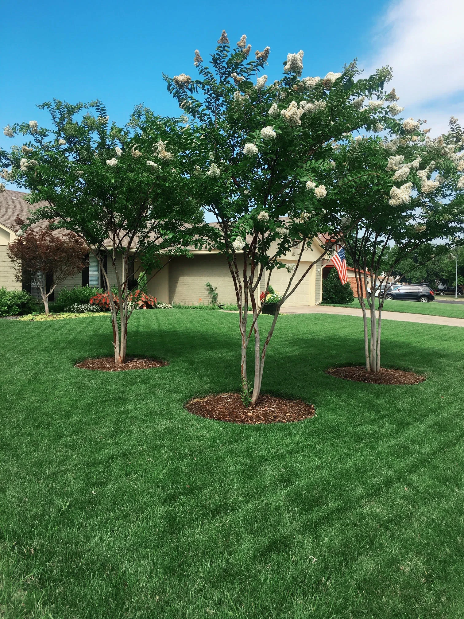 Crape Myrtle - Summer's Biggest Show! — Hall | Stewart Lawn & Landscape