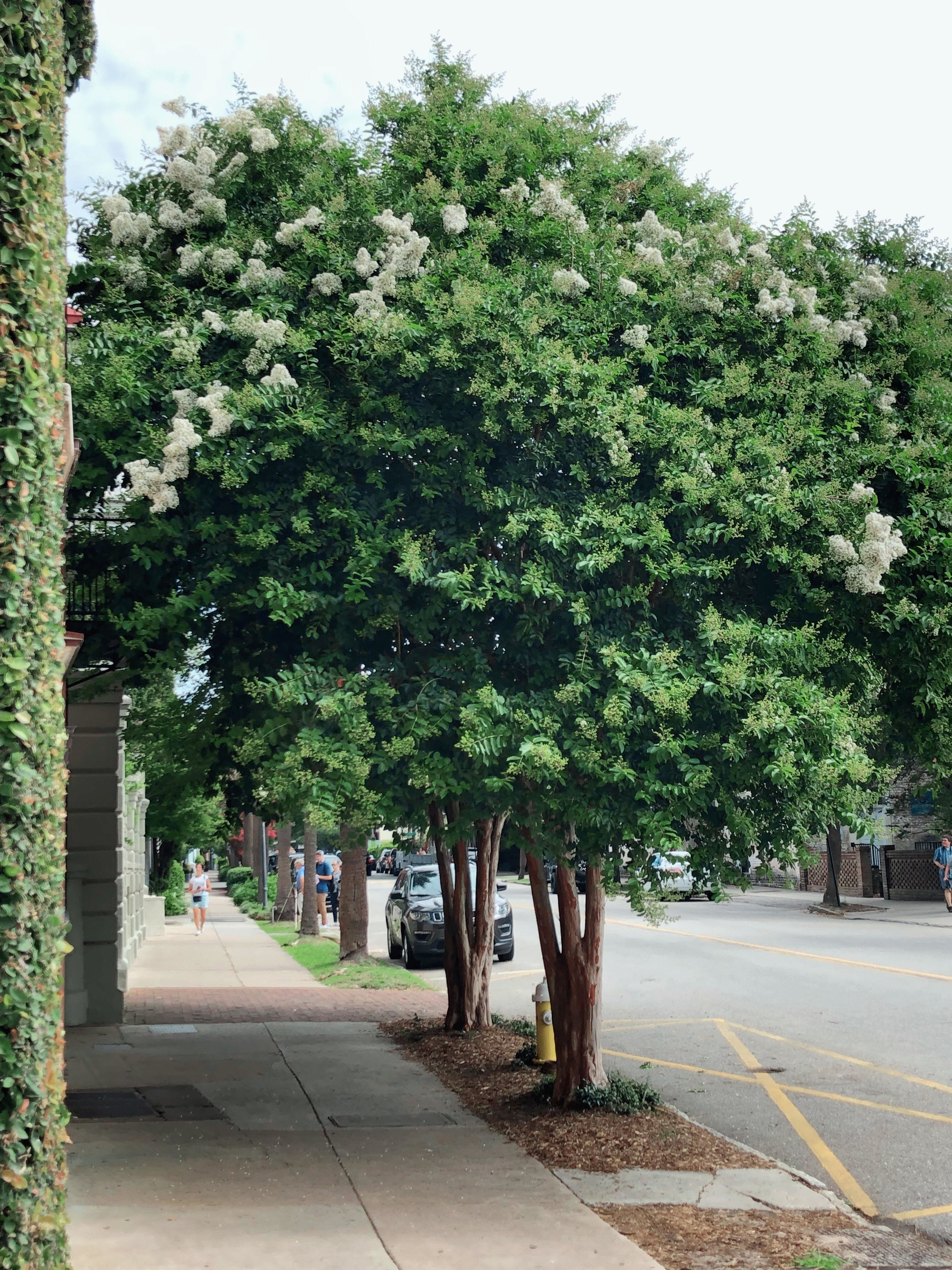 Crape Myrtle – Our Longest Blooming Plant — Hall | Stewart Lawn & Landscape