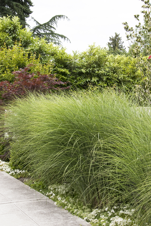 Ornamental Grasses... adding interest to your late summer & fall ...