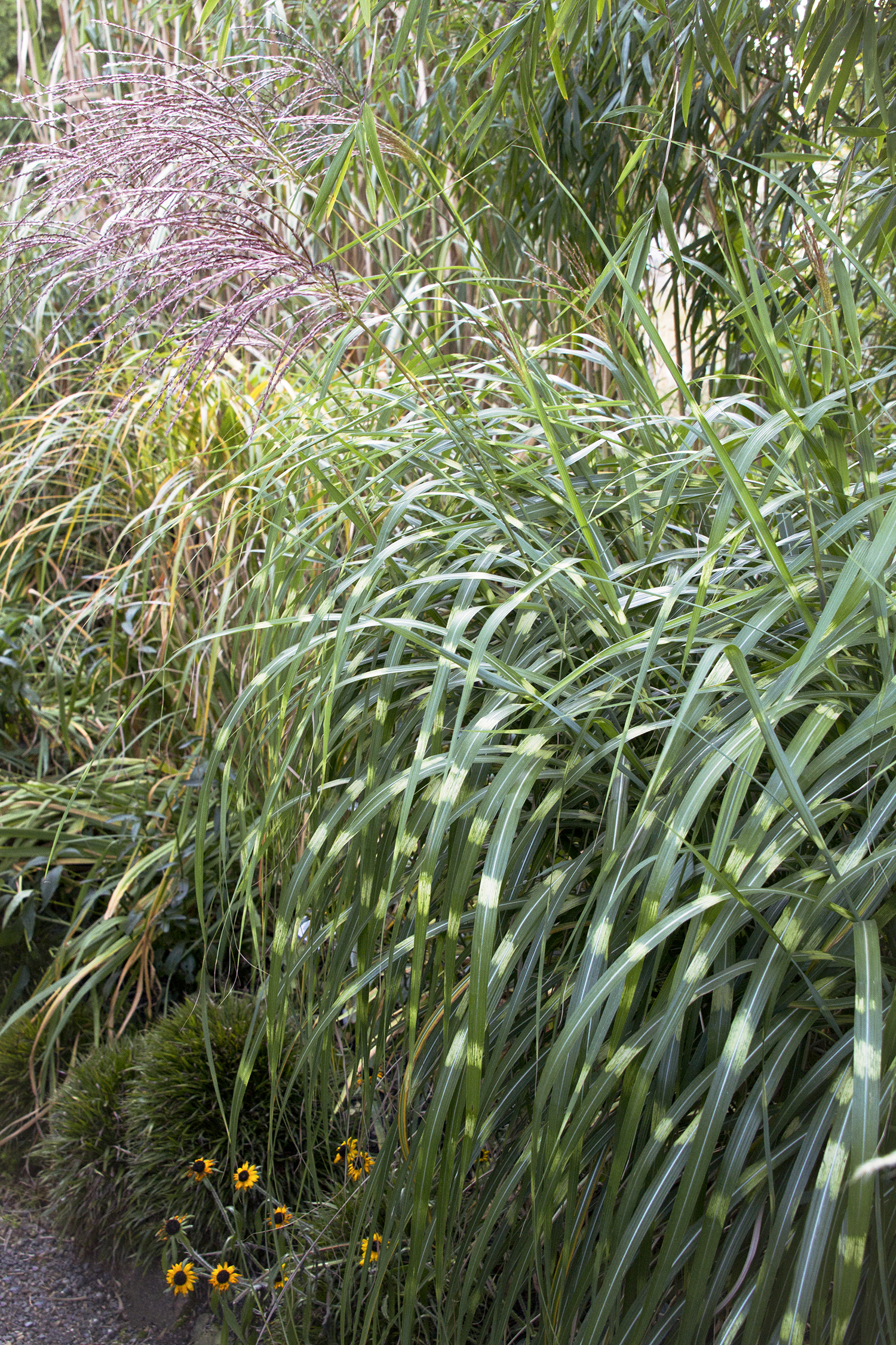 Ornamental Grasses... adding interest to your late summer & fall ...