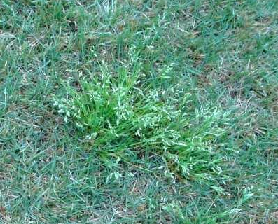 The World's Most Problematic Weed... Poa Annua! — Hall | Stewart Lawn ...