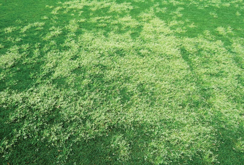 The World's Most Problematic Weed... Poa Annua! — Hall | Stewart Lawn ...