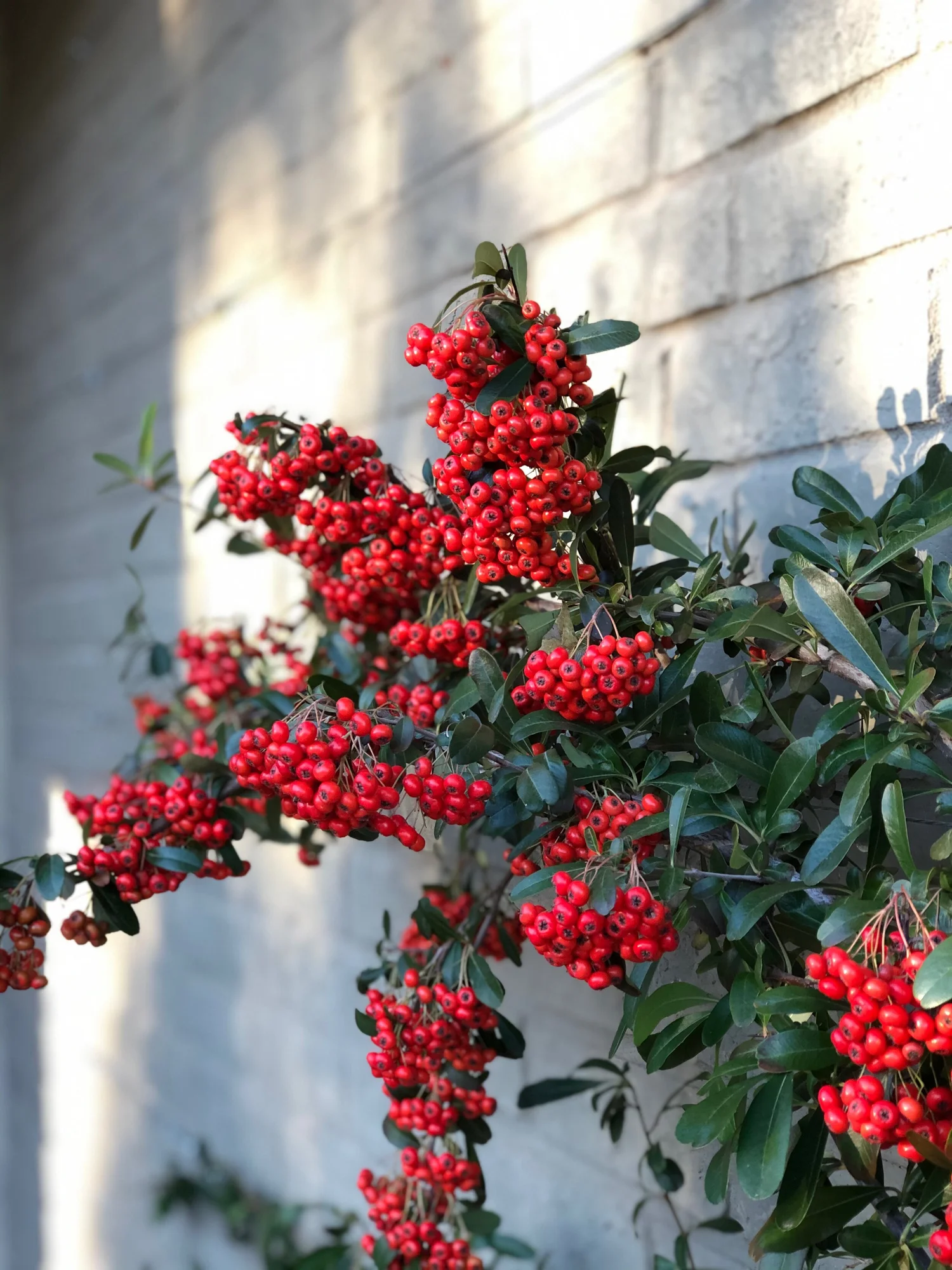 Espalier -- The Landscape Solution for Small Areas — Hall | Stewart ...